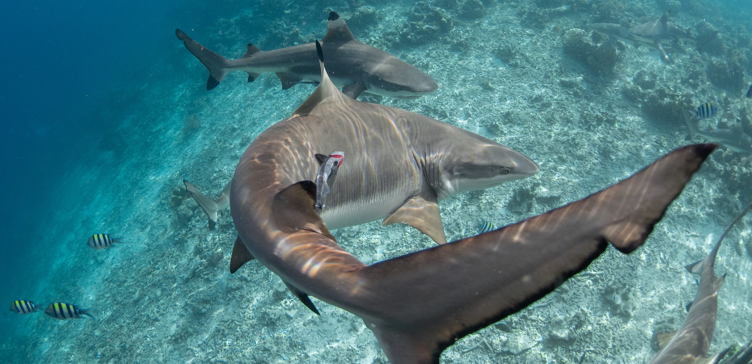 SHARK BITE – A CHILD’S TOUCH – Ocean News Magazine