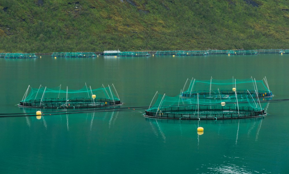 FISH FARMS: THE ETHICAL, SUSTAINABLE… – Ocean News Magazine